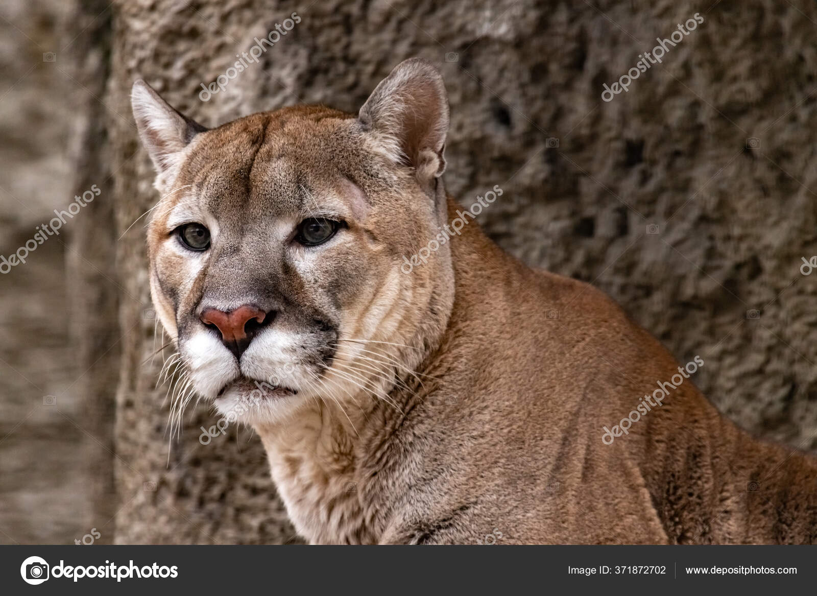 Puma Puma Concolor Close — Stock Photo © biimmap@yandex.ru #371872702