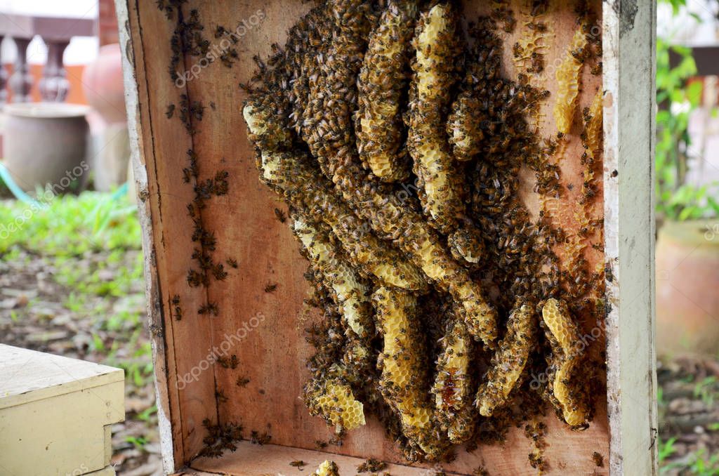 Bees farm at Phrae, Thailand — Stock Photo © anirut #129031754