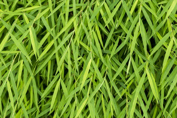 Cucumber grass Stock Photos, Royalty Free Cucumber grass Images ...