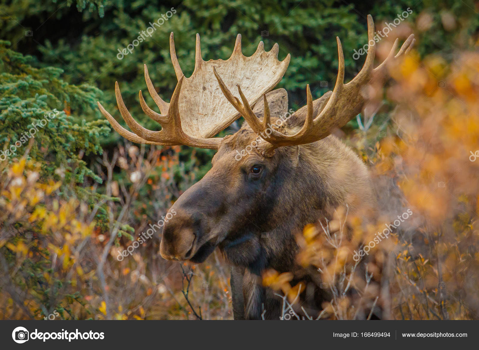 A moose bull in Denali NP, Alaska Stock Photo by ©roussien 166499494