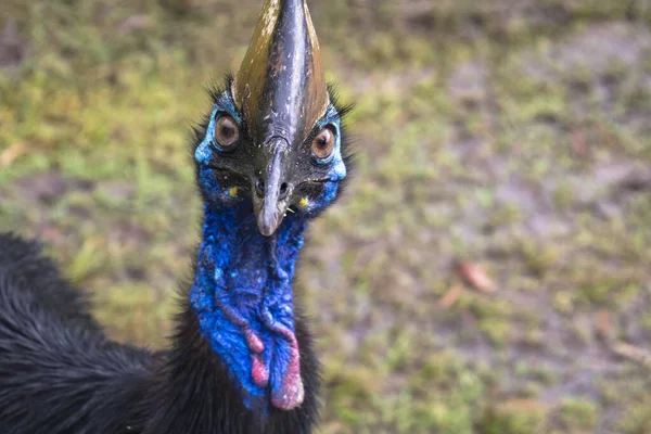 Cassowary helmet Stock Photos, Royalty Free Cassowary helmet Images ...