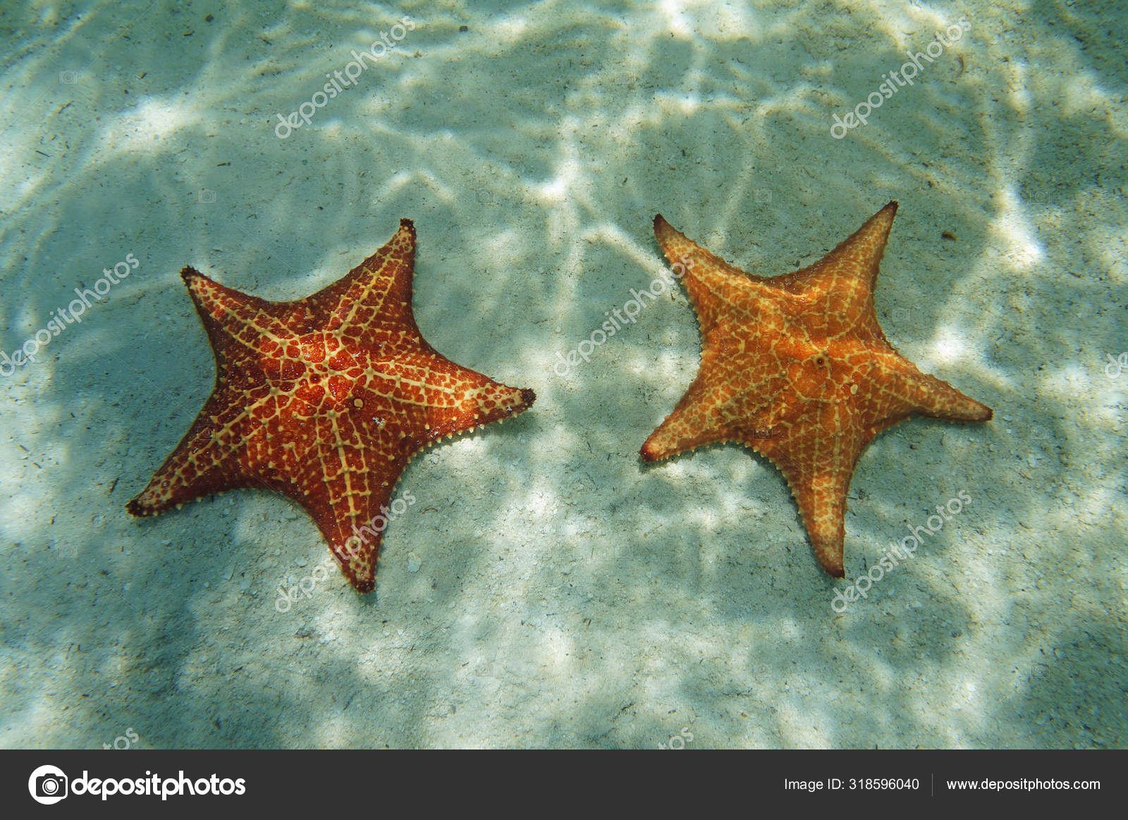 Starfish Underwater Photography