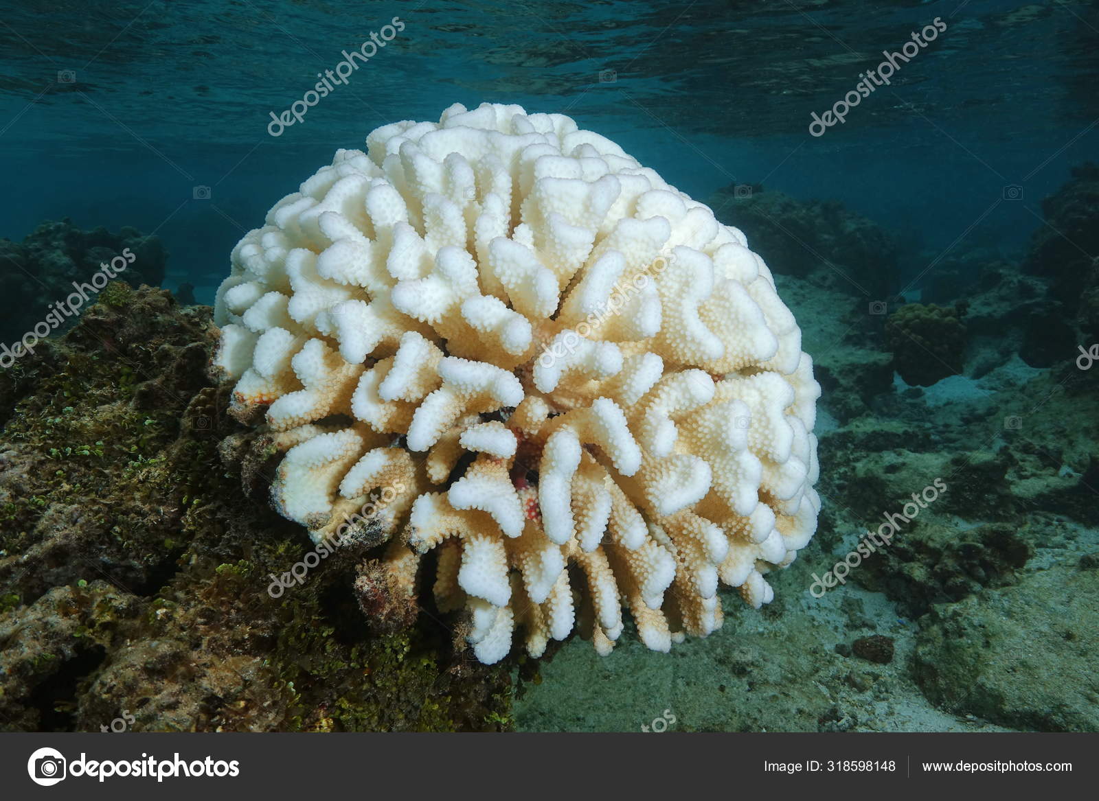 Coral bleaching bleached coral south Pacific ocean Stock Photo by ...