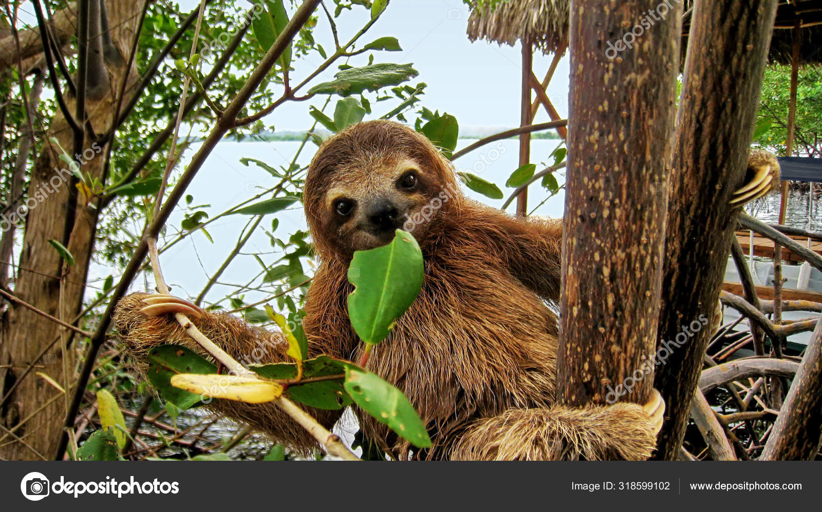 Baby Sloth Eating