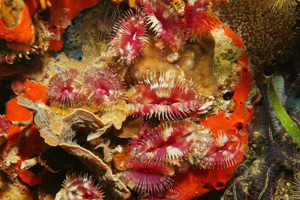 Several marine worms split-crown feather duster Stock Photo by ©wildam ...