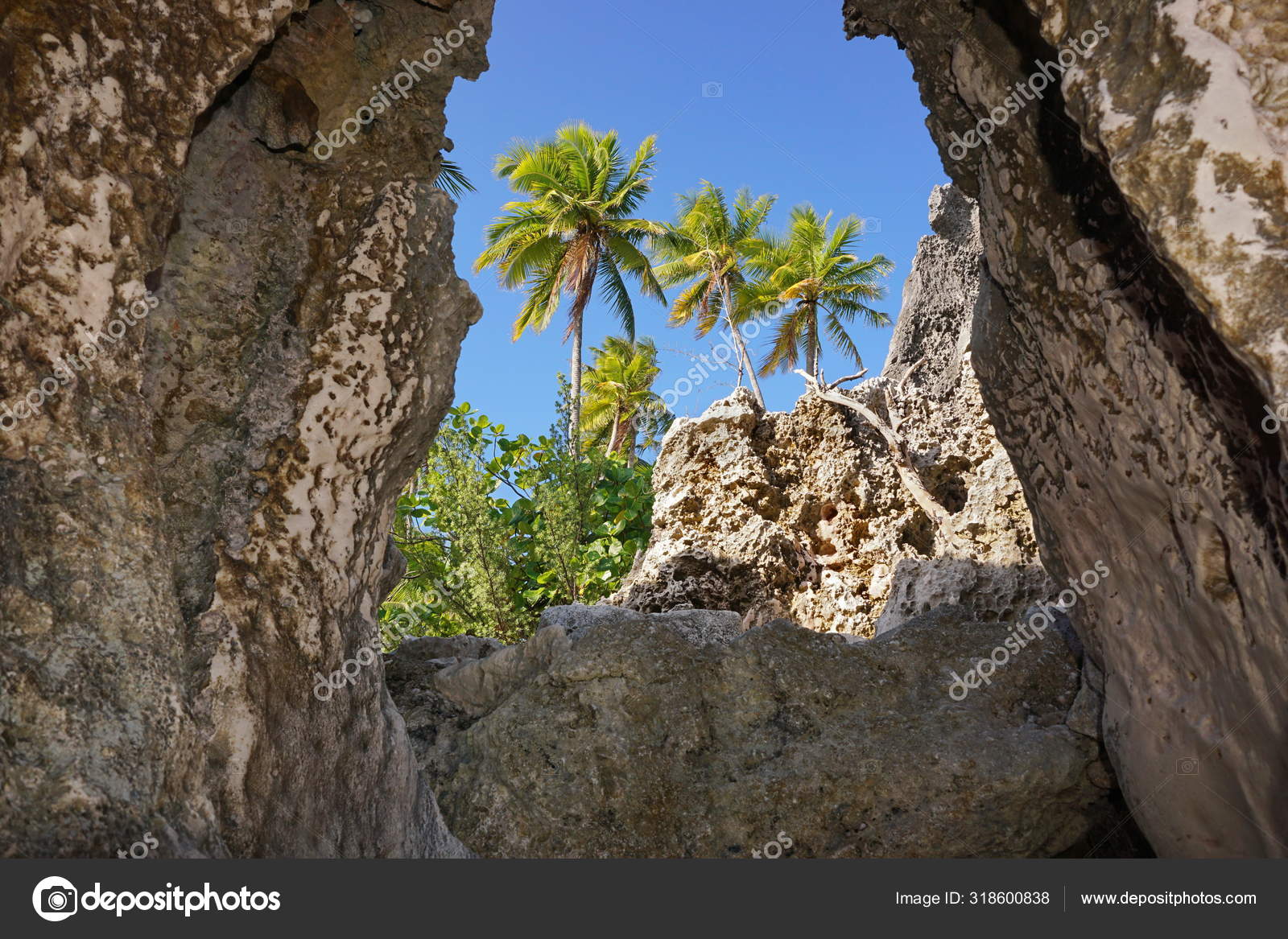 Coconut palm trees between rocks French Polynesia Stock Photo by ...