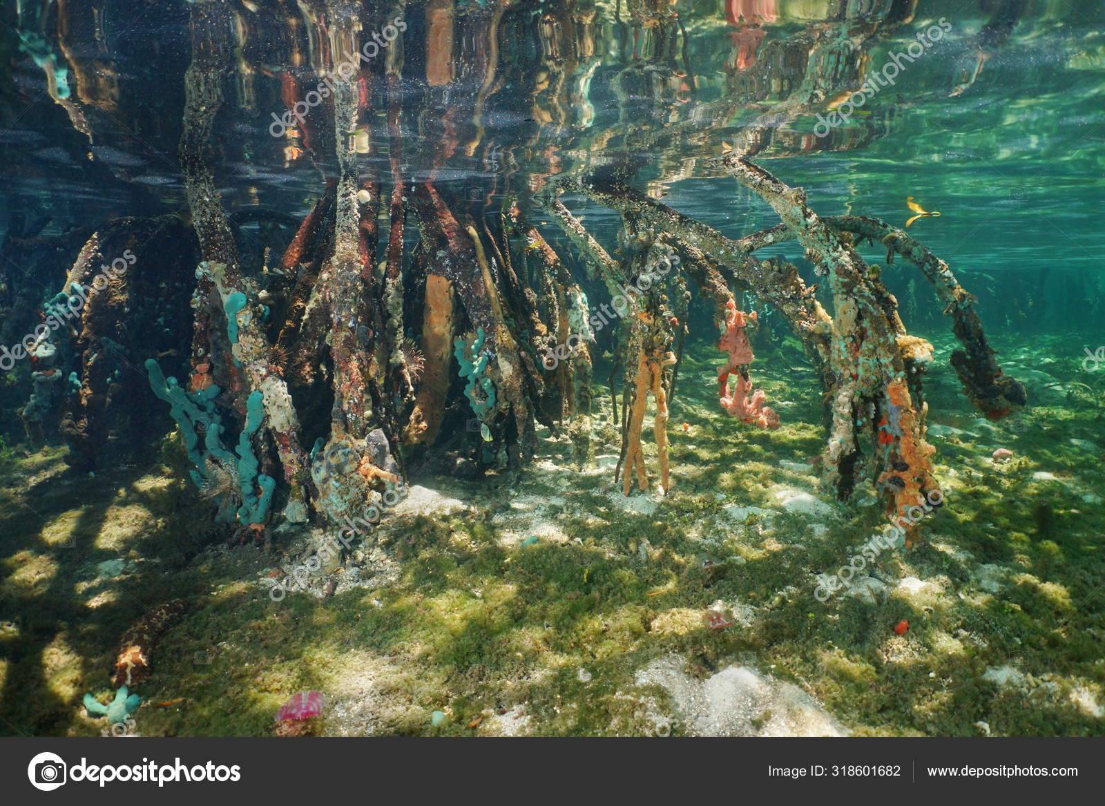 Mangrove tree roots with sea sponges underwater Stock Photo by ©wildam ...