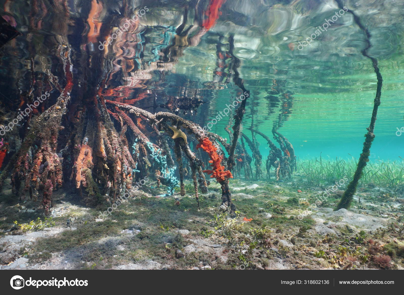 Underwater Tree Roots