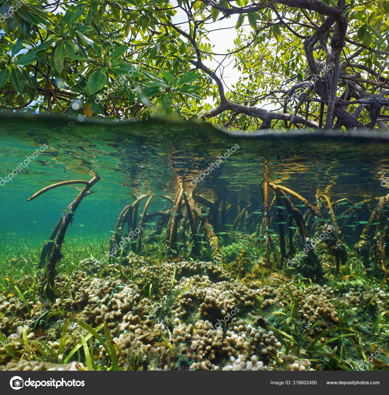 Half Underwater Swamp