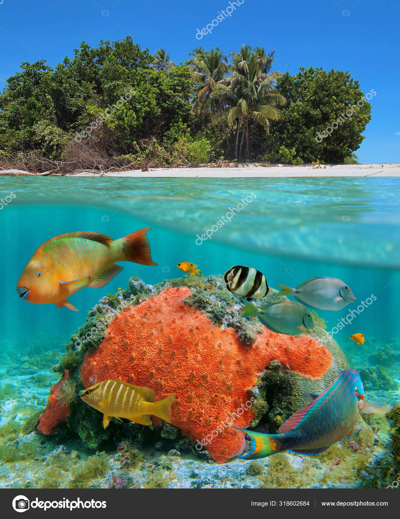 Tropical Beach Fish