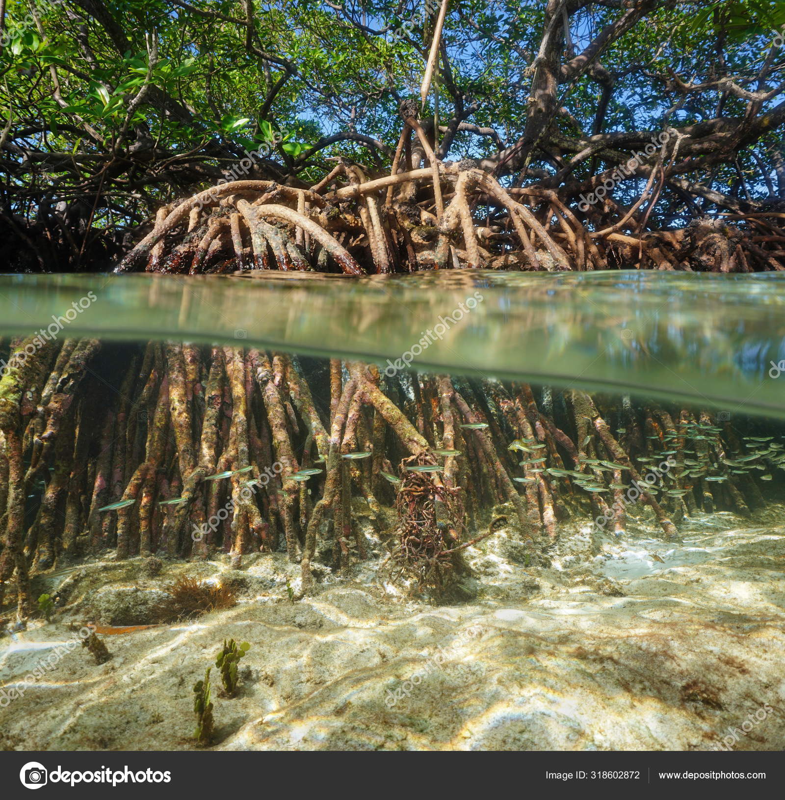 Half Underwater Swamp