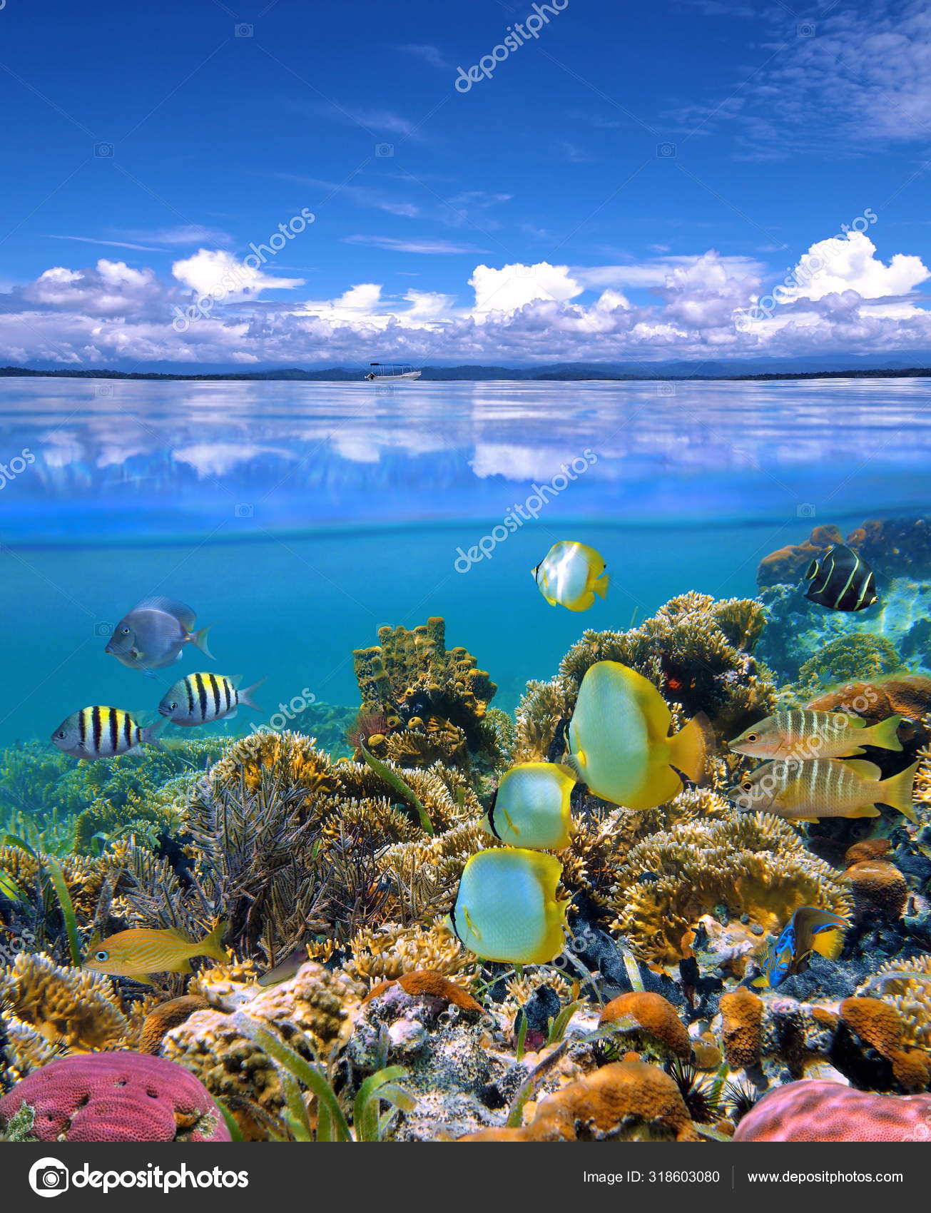 Over and under sea sky with colorful coral reef Stock Photo by ©wildam ...
