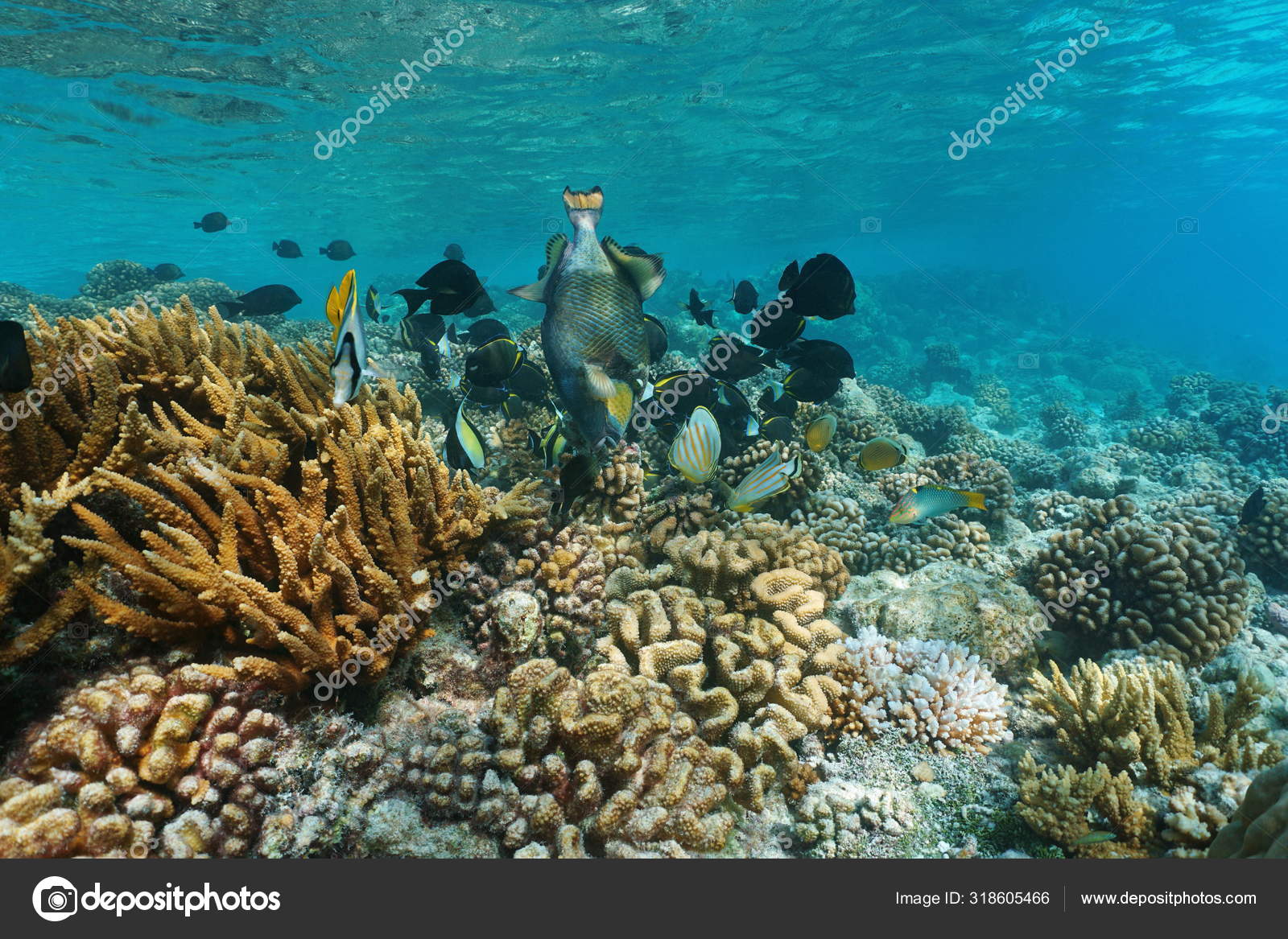 Coral reef fish titan triggerfish Pacific ocean Stock Photo by ©wildam ...