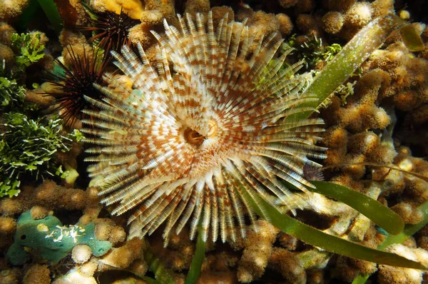 Split-crown feather duster worm Anamobaea oerstedi Stock Photo by ...
