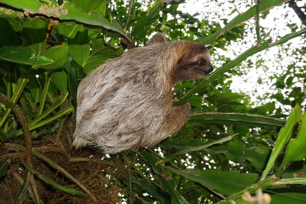 Three-toed sloth animal climbing plant in jungle - Stock Image - Everypixel