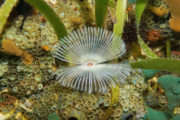 Several marine worms split-crown feather duster Stock Photo by ©wildam ...