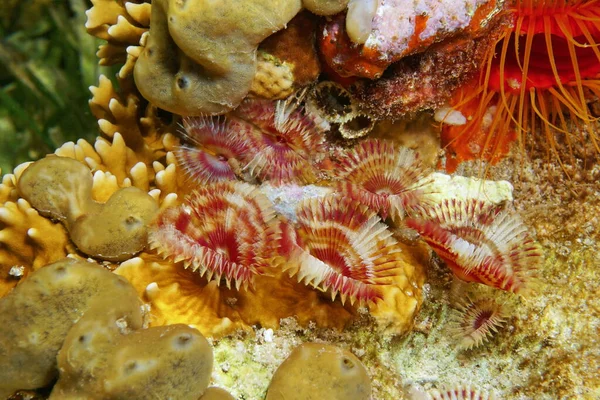 Split-crown feather duster worm Anamobaea oerstedi Stock Photo by ...