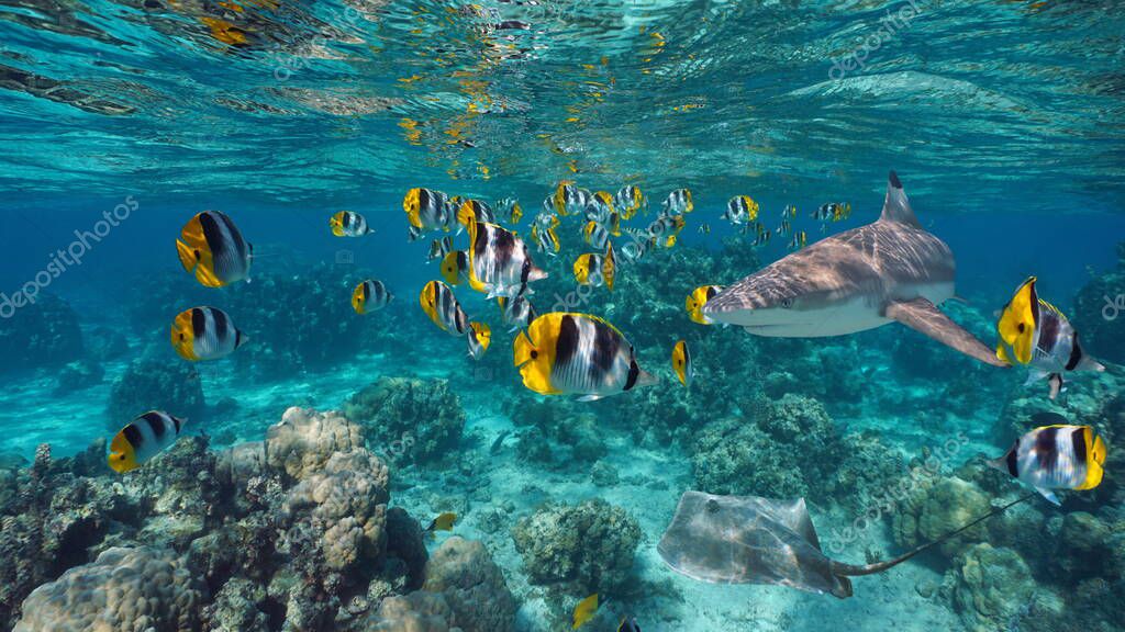 Tiburón pescador tropical y mantarraya Océano Pacífico 2022