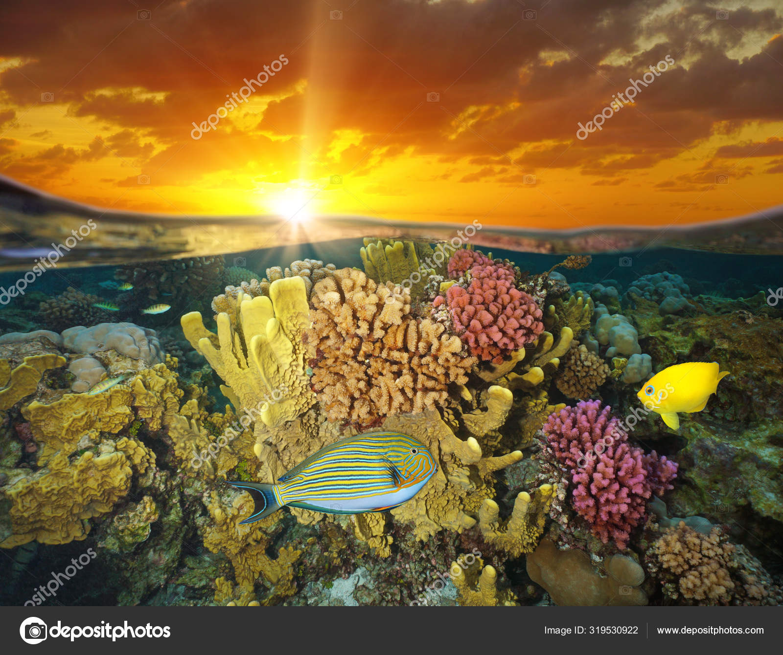 Sunset sky and colorful coral reef fish underwater Stock Photo by ...