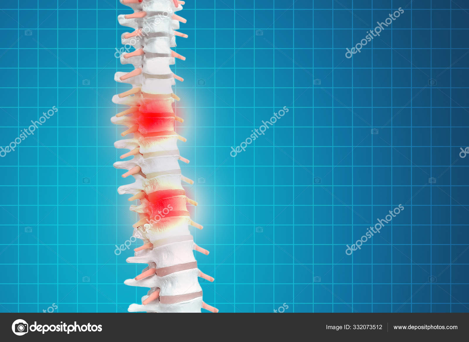 Realistic Skeletal Human Spine Vertebral Column Intervertebral Discs ...