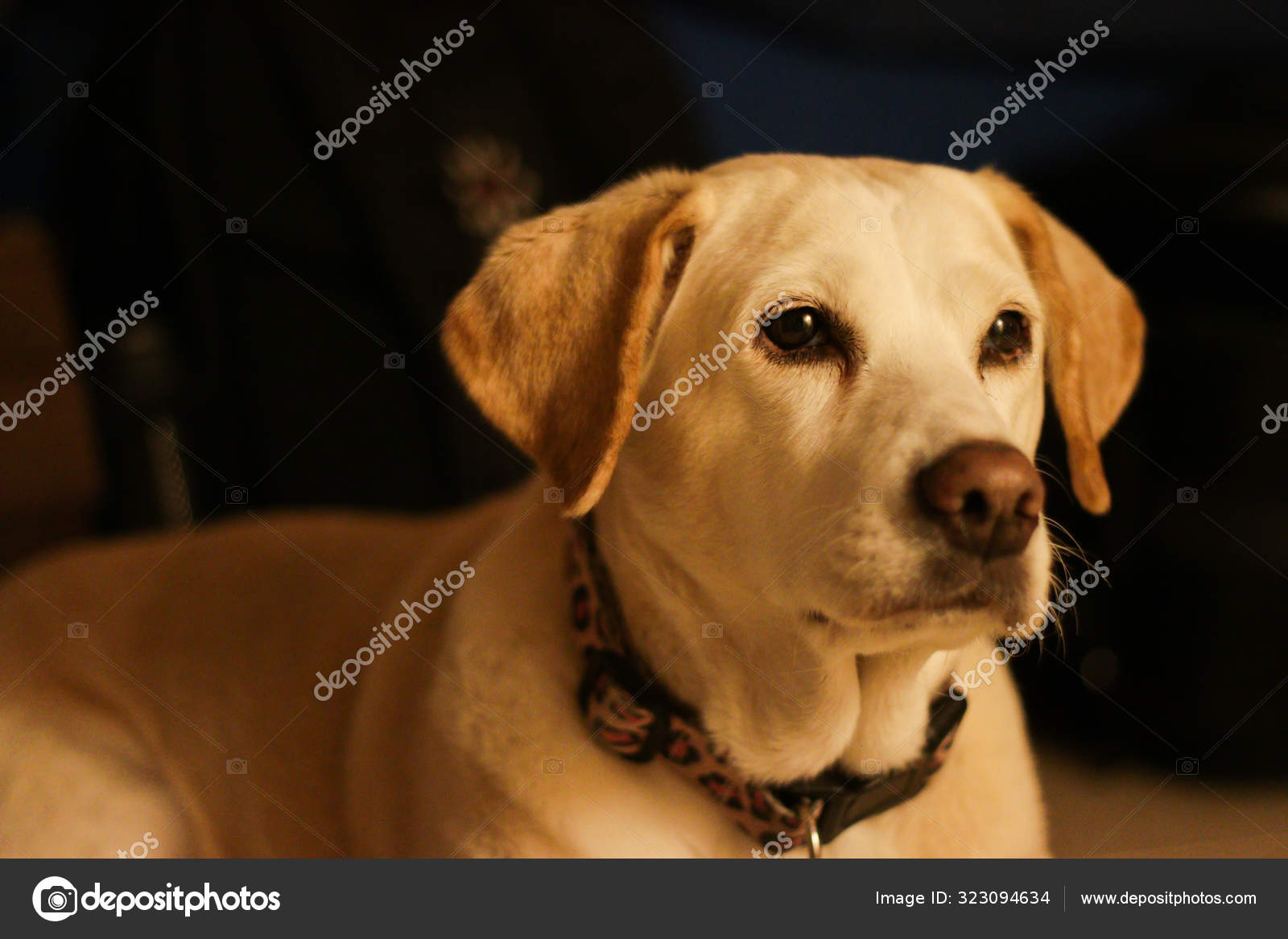Mistura De Laboratorio Pointer Beagle