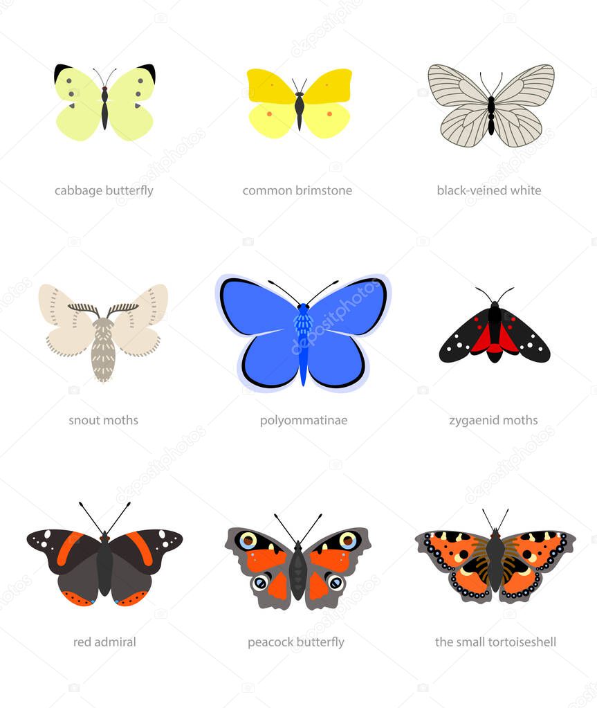Ilustración de diferentes tipos de mariposas 2022