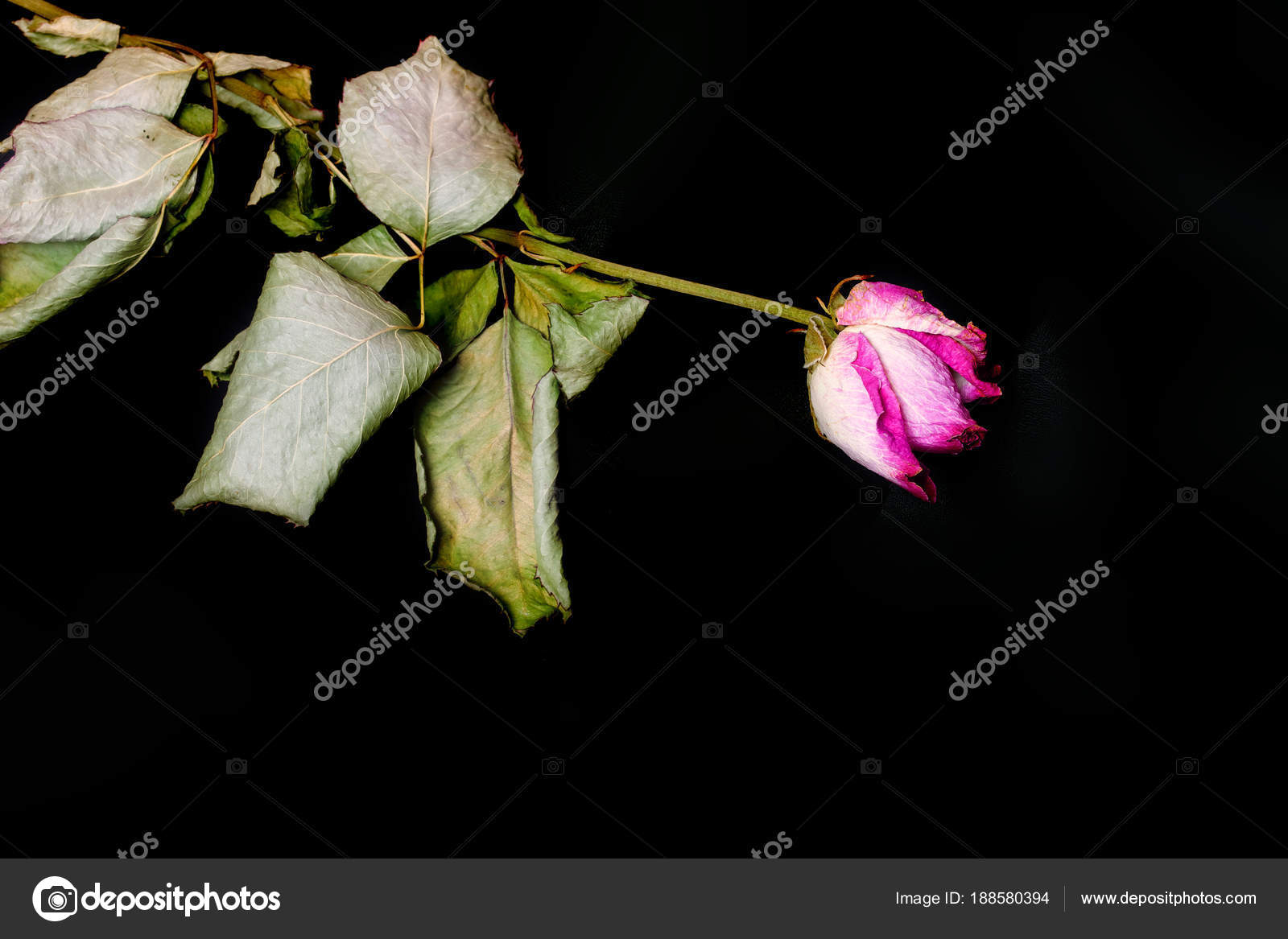 Dehydrated flower on a black surface. — Stock Photo © Tolikoff #188580394