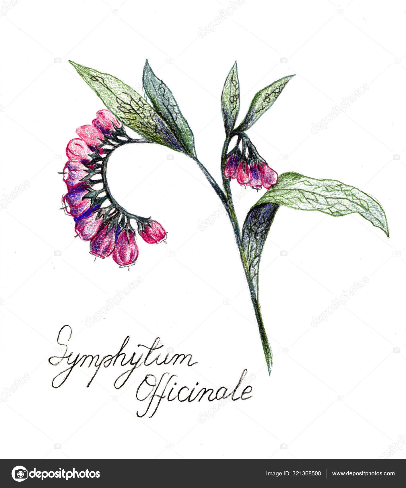 Comfrey Plant Drawing