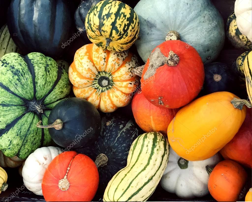 Diferentes formas de otoño y tipos de calabazas en el mercado callejero ...