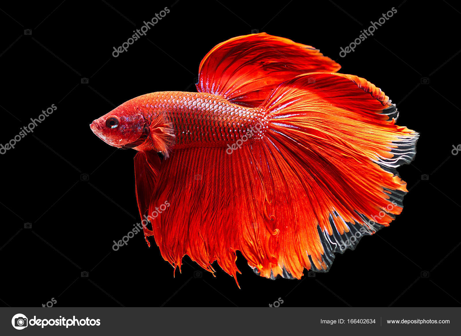 Black And Red Betta Fish