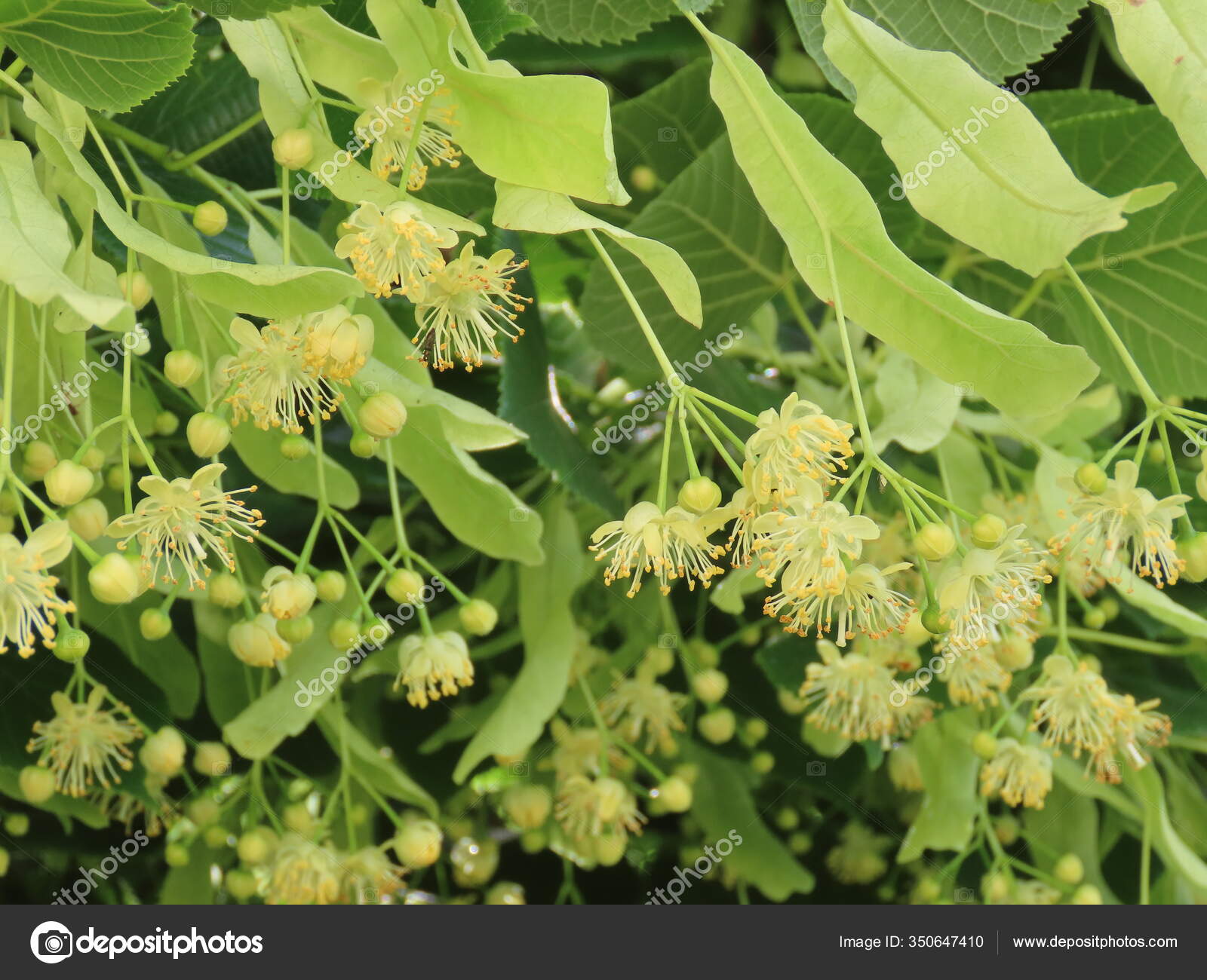 Linden tree blossoms — Stock Photo © IlonaLablaika #350647410