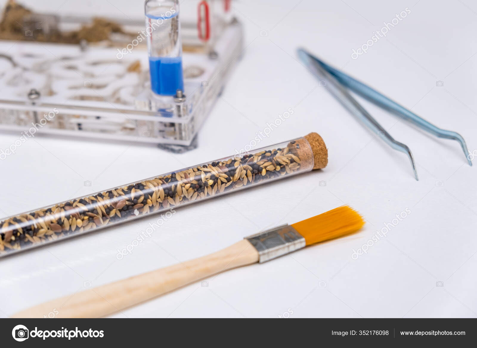 Acrylic Ant Farm Formicarium Messor Ants Tools Care Feeding White Stock ...