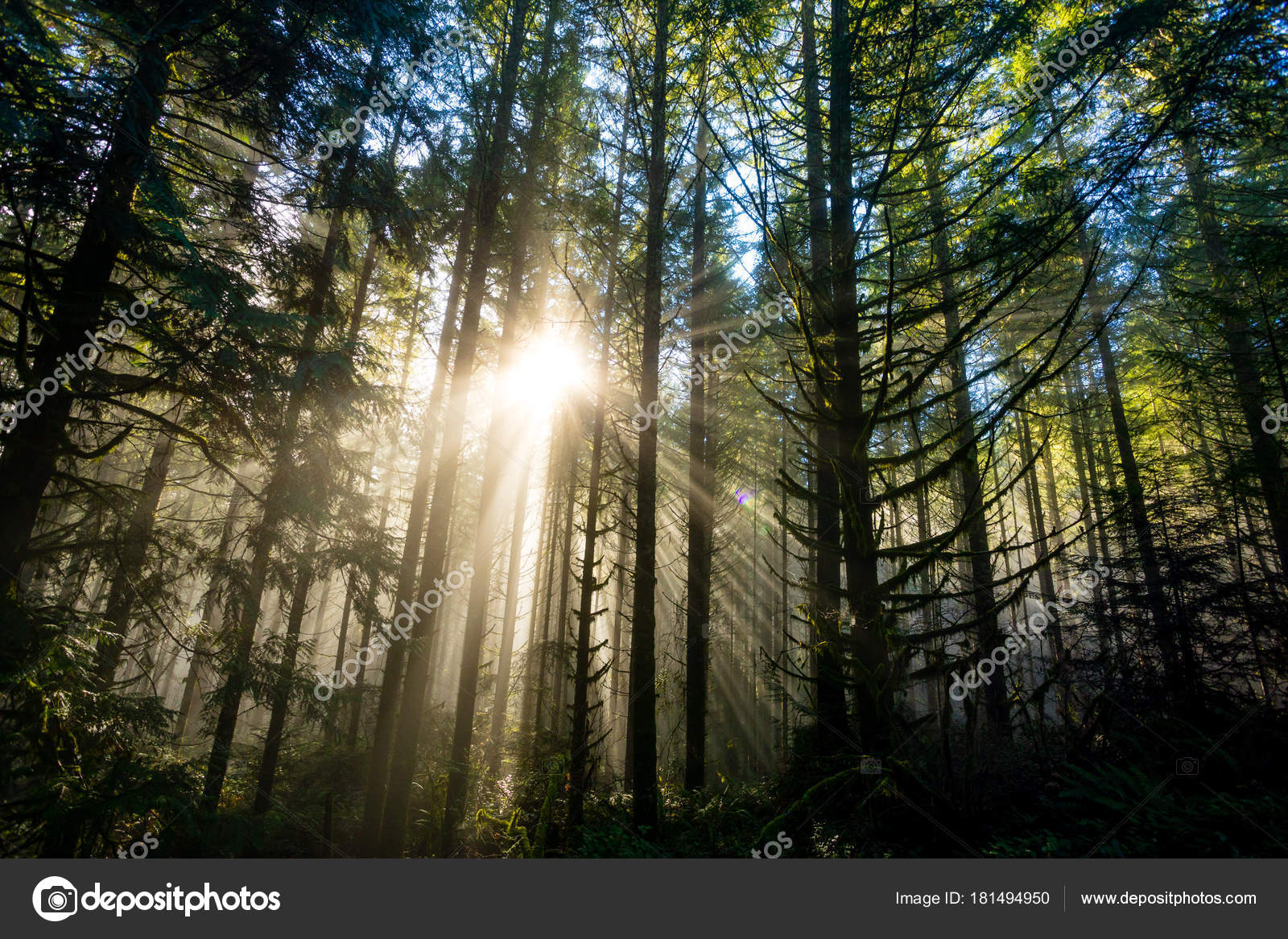 Prints Digital Prints Sun through the trees Oregon Coast Black and ...