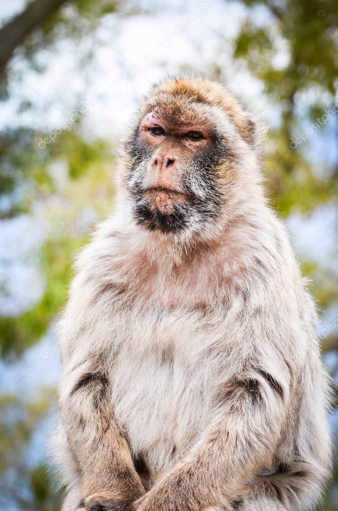 monos gibraltar vista de cerca - vida silvestre dentro de la roca de ...