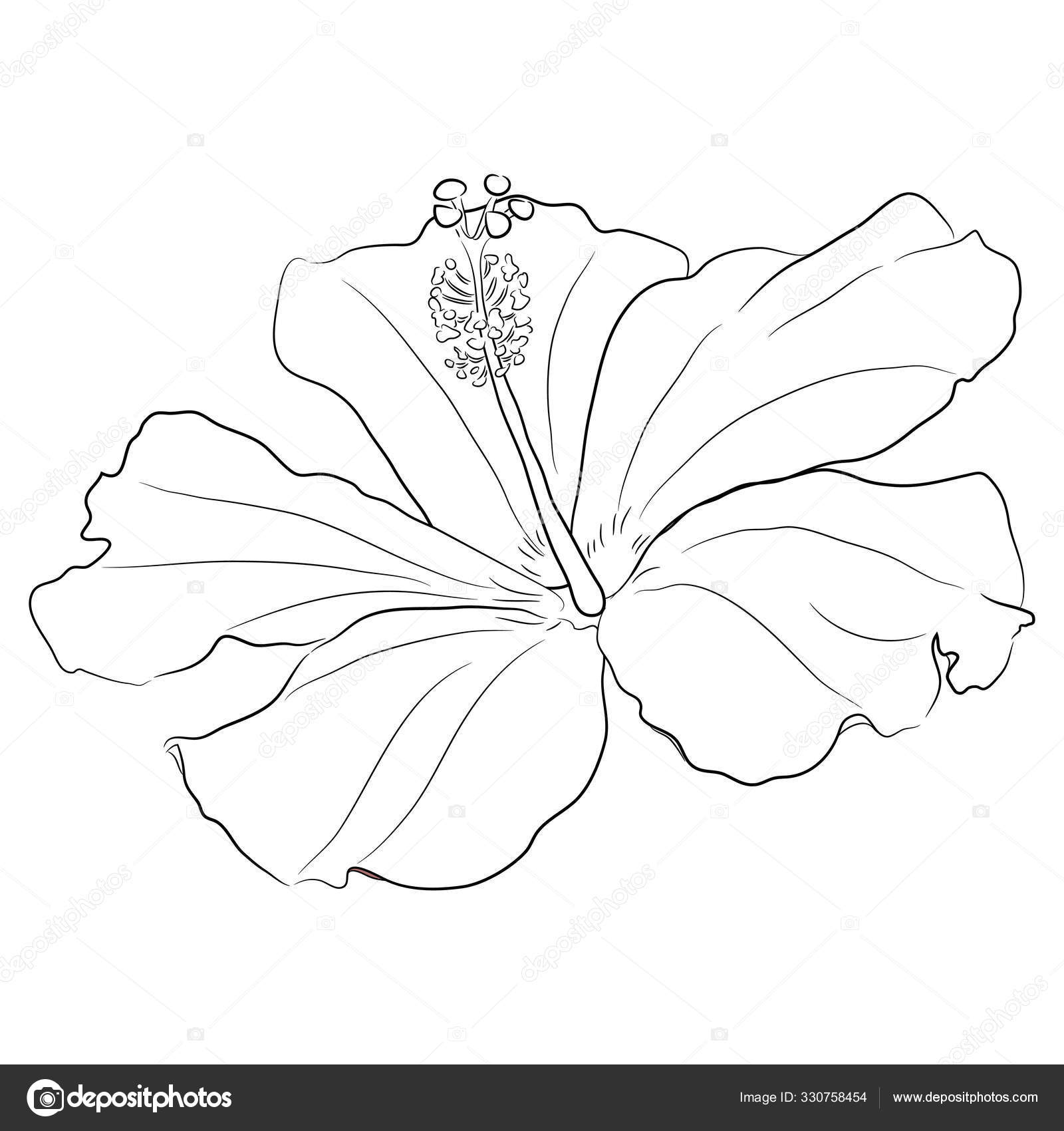 Hibiscus Flower Outline Drawing | Best Flower Site