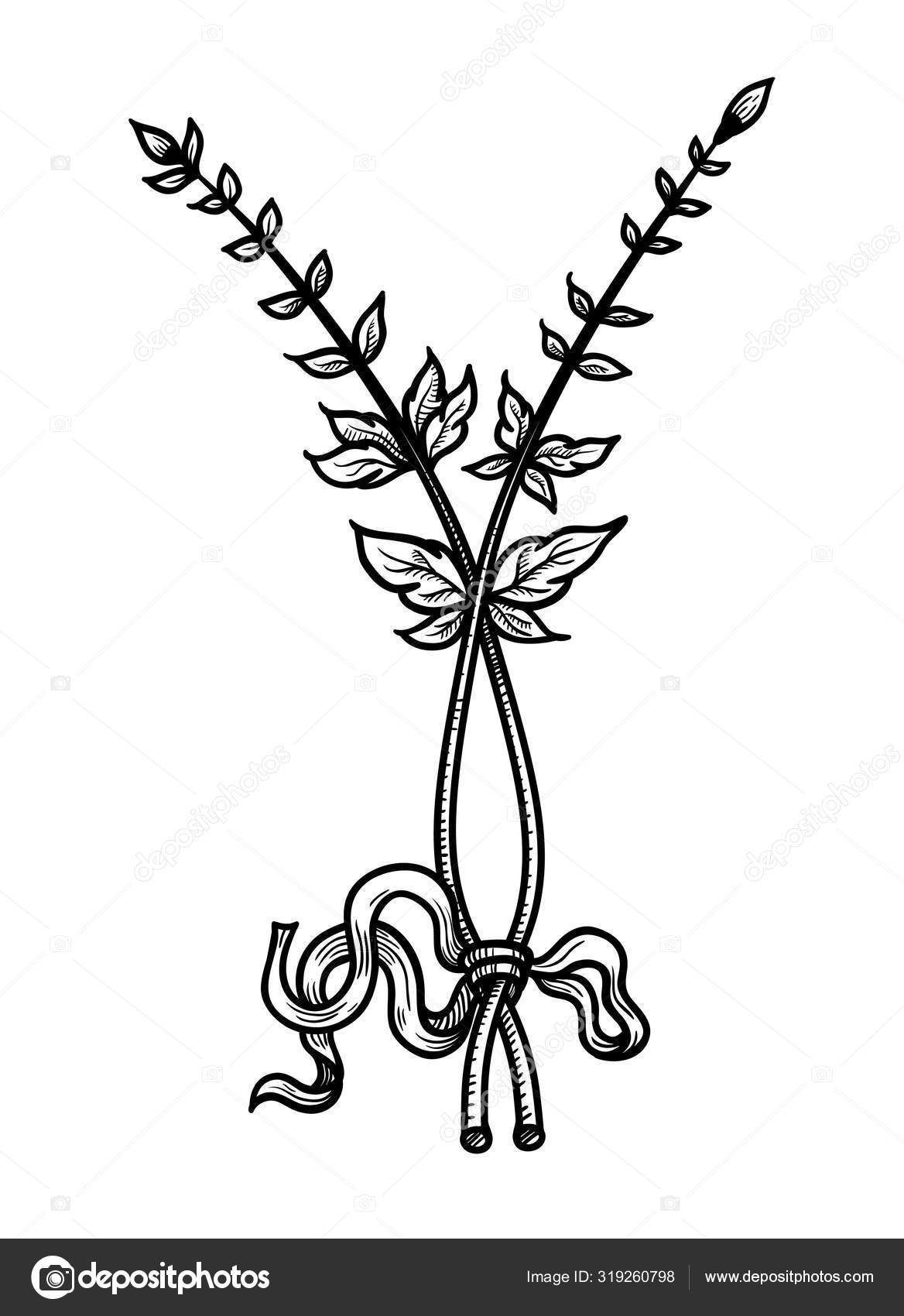 Drawing Two Crossed Branches Leaves Interwoven Ribbon Vintage Style ...