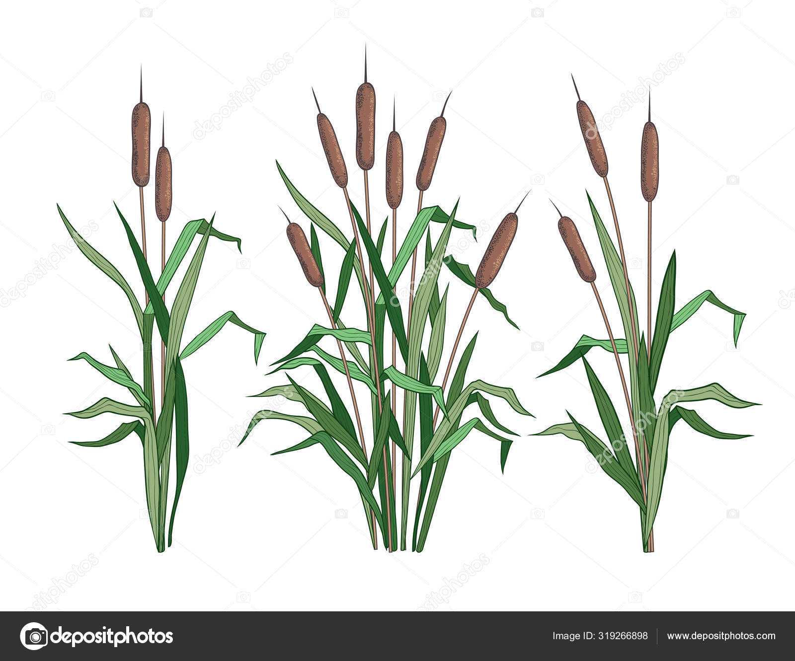 Set Various Colored Images Bulrush Clipart Vector Templates Various ...