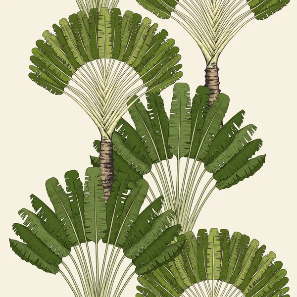 Ravenala madagascariensis, Royalty-free Ravenala madagascariensis ...