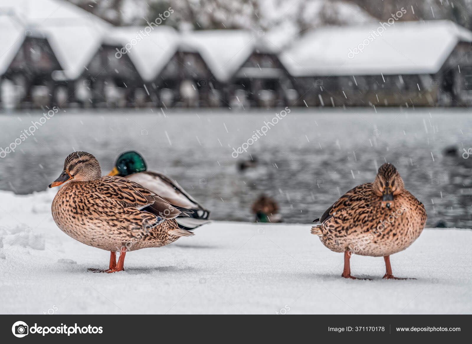 Mallards Duck Walk Lake Konigssee Snow Winter Stock Photo by ©davidzfr 371170178