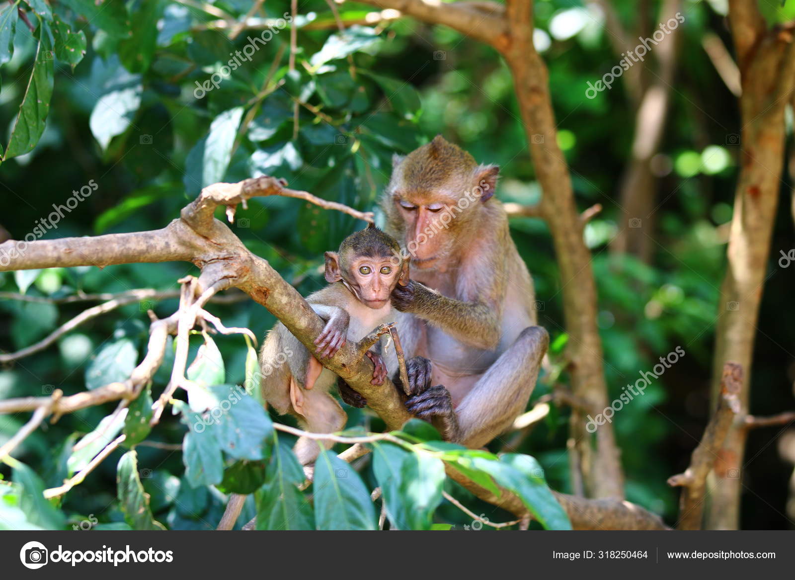 Monkey Mom Taking Care Her Baby Monkey Sitting Tree Branch — Stock ...