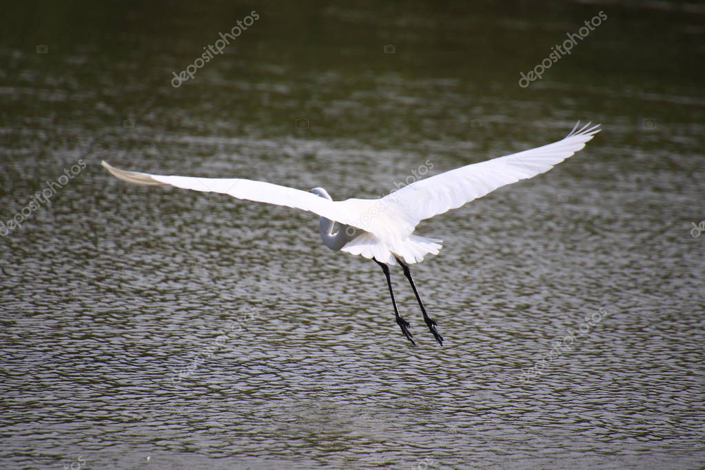 Hermosa garza volando en el bosque de manglares, Garza Volar sobre el ...