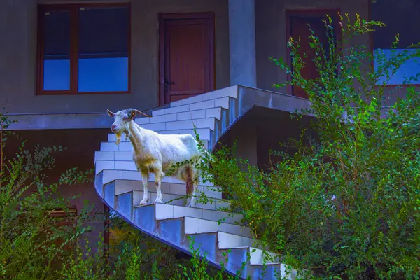 Goat steps Stock Photos, Royalty Free Goat steps Images | Depositphotos®