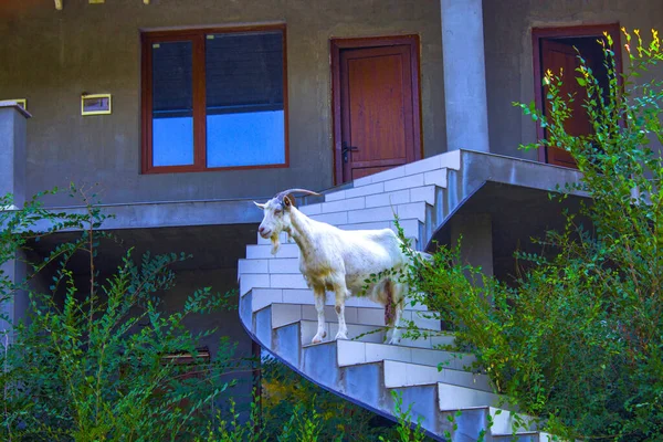 Goat steps Stock Photos, Royalty Free Goat steps Images | Depositphotos®