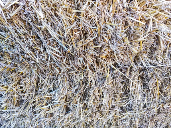 Woolly grain Stock Photos, Royalty Free Woolly grain Images | Depositphotos