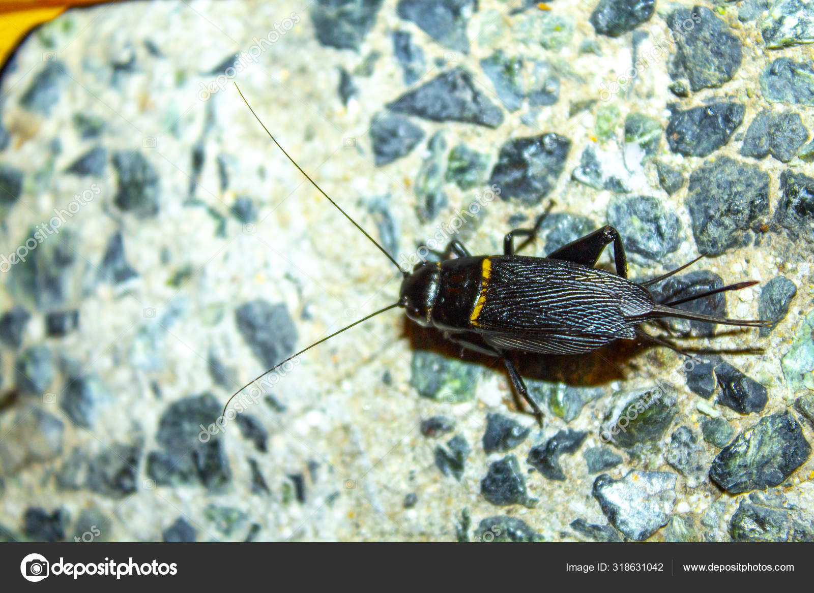 Closeup Black Cricket Insect Nature — Stock Photo © fatamorgana-999 #318631042