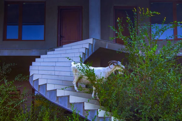 Goat steps Stock Photos, Royalty Free Goat steps Images | Depositphotos®