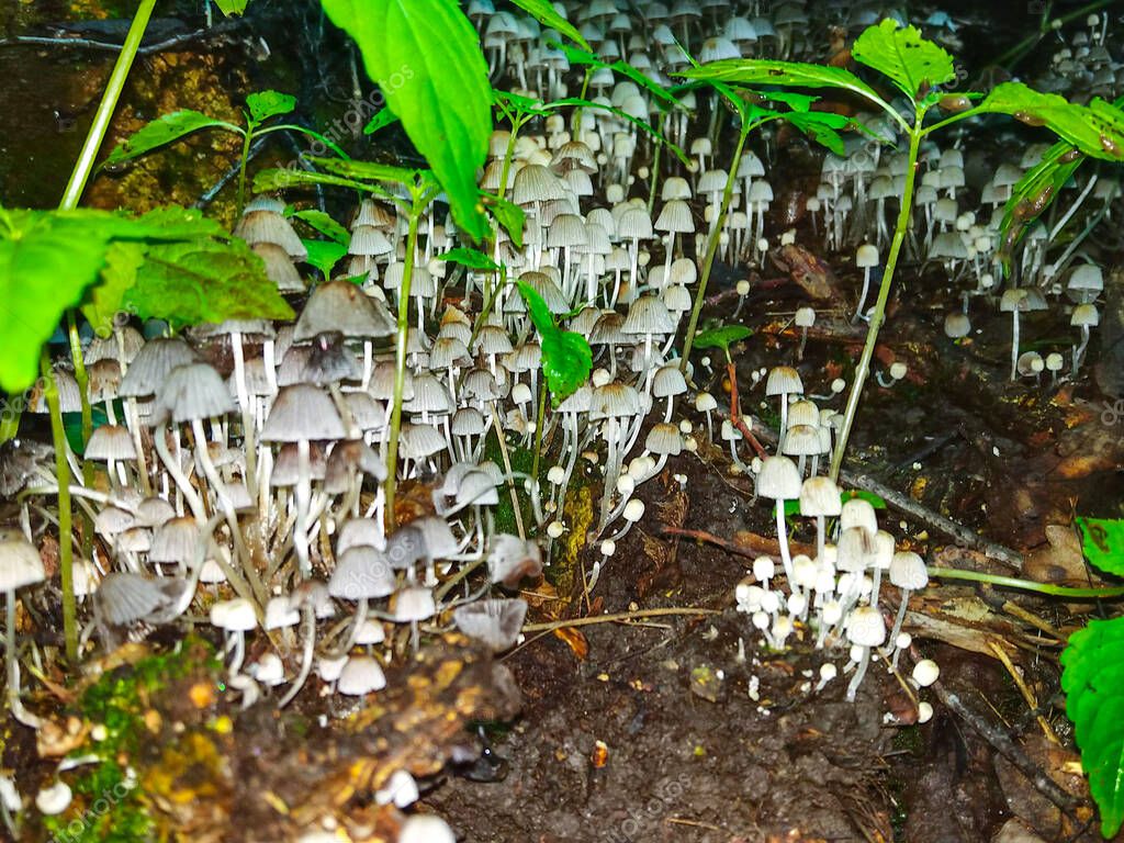 Muchos hongos blancos est n en el suelo.En el bosque verde 2024
