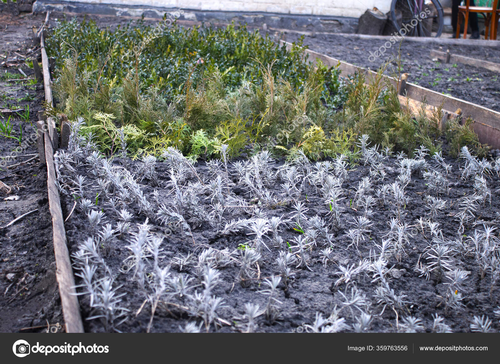 Seedlings Plantation Field Grow Gardening — Stock Photo © fatamorgana ...