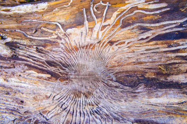 Wood worm pattern Stock Photo by ©thomaseder 7370688