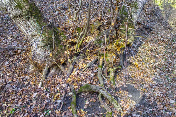 Tree across trail Stock Photos, Royalty Free Tree across trail Images ...